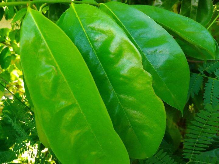 Guyabano Leaves 50Pcs/pack buy 4 Get 1 free 1pack | Lazada PH