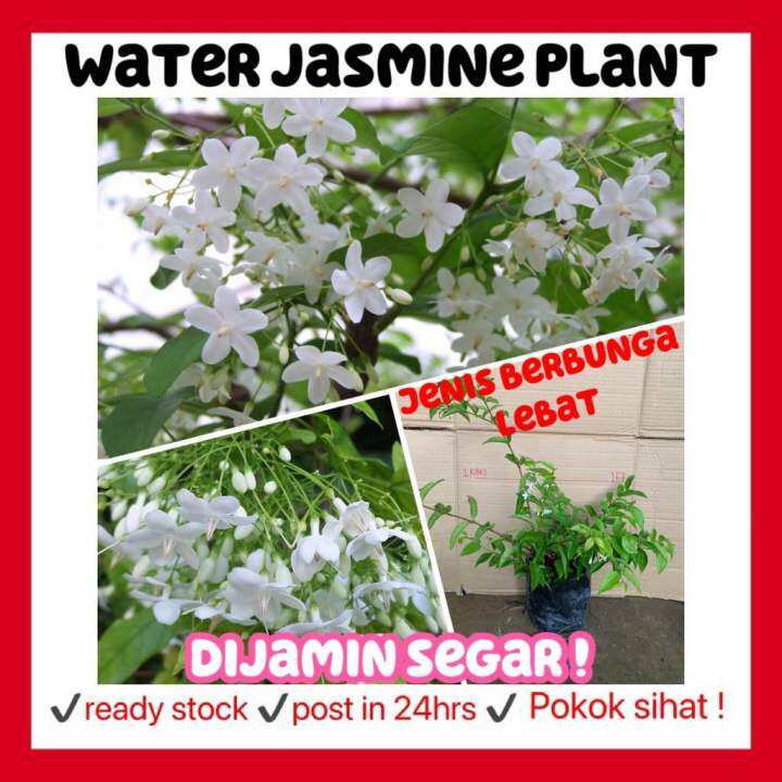 RINA • water jasmine plant • wrightia religiosa fragrance flower bunga ...