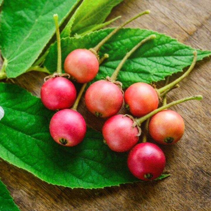 buah kersen atau kersem 500gr | Lazada Indonesia