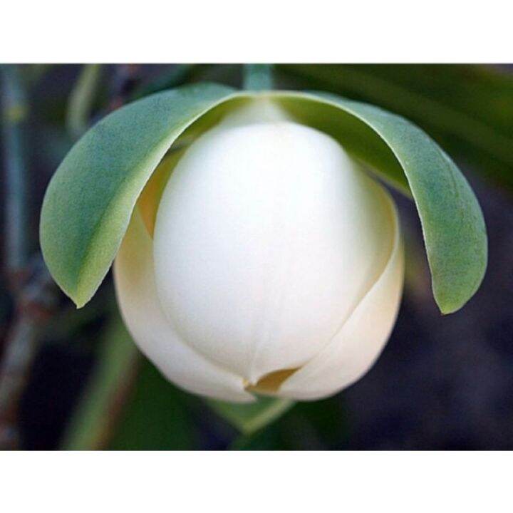 Anak Pokok Cempaka Telur Putih Senang Berbunga/Megnolia Lilifera | Lazada