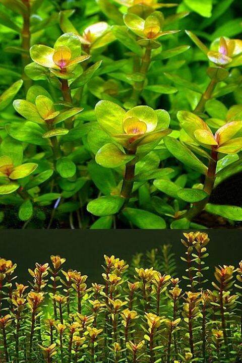 rotala tanaman 20btg, tanaman rotala, tanaman aquascape, tanaman hias ...