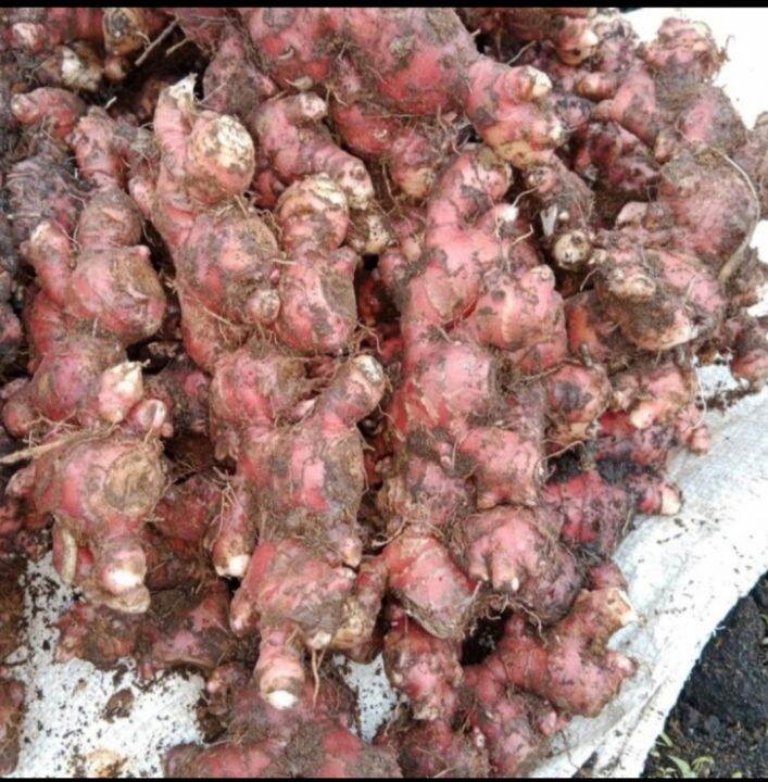 Jahe Merah Segar Pilihan Ukuran Jumbo 500 Gram | Lazada Indonesia