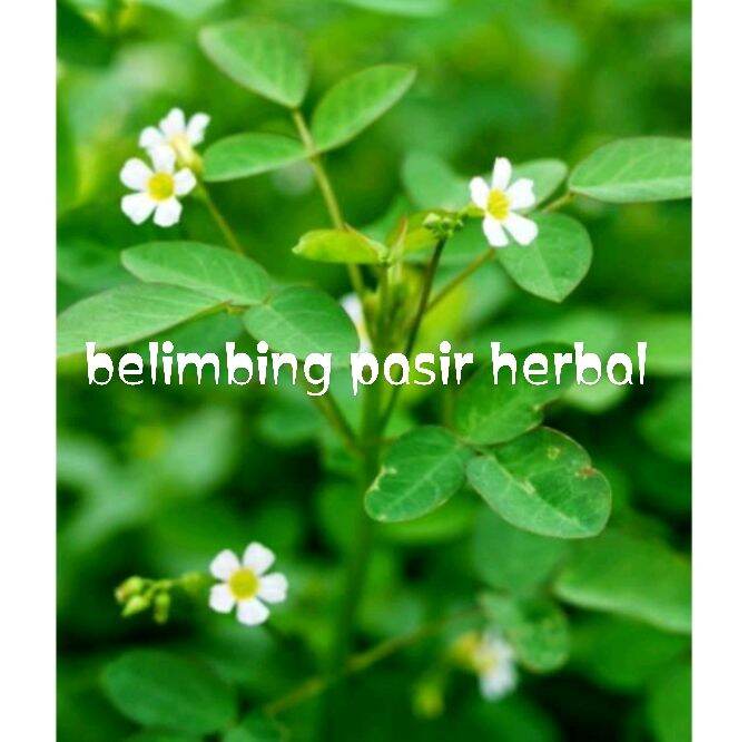 belimbing pasir tanaman herbal | Lazada Indonesia