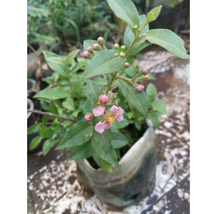 tanaman sakura mini/micro | Lazada Indonesia