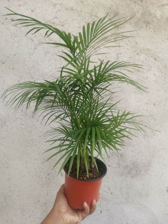 Jawa Palm / Java Palm | Lazada