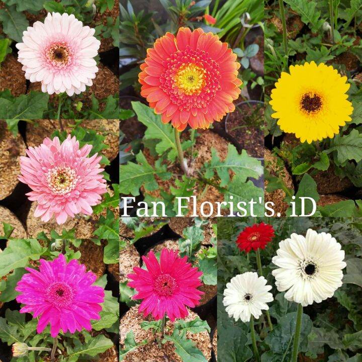 Bunga garbera pilih warna | Lazada Indonesia