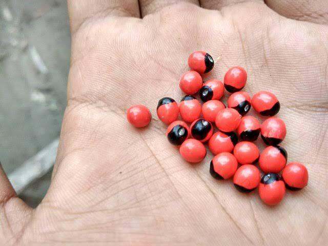 BIJI SAGA MERAH BINTIK HITAM-SAGA RAMBAT MERAH-BIJI SAGA RAMBAT 100 ...