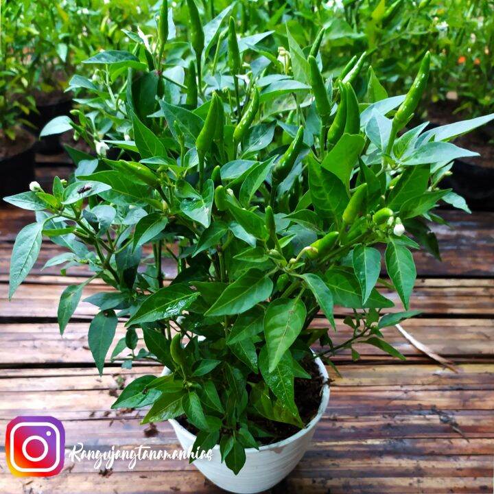PAKET 4 POT TANAMAN CABE RAWIT ( SUDAH BERBUAH BUKAN BERUPA BIBIT/BIJI ...
