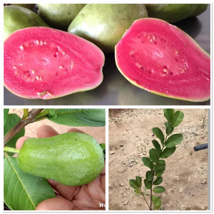 Pokok jambu batu isi pink buah bujur TUT | Lazada