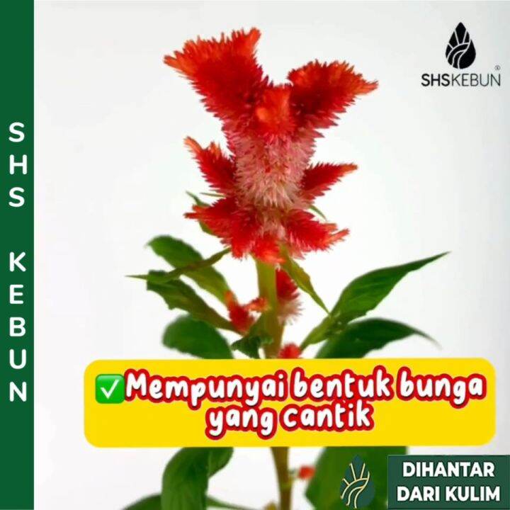 Celosia Pokok Balung Ayam Live Plant Celosia Argentea CockscombTumbuhan ...
