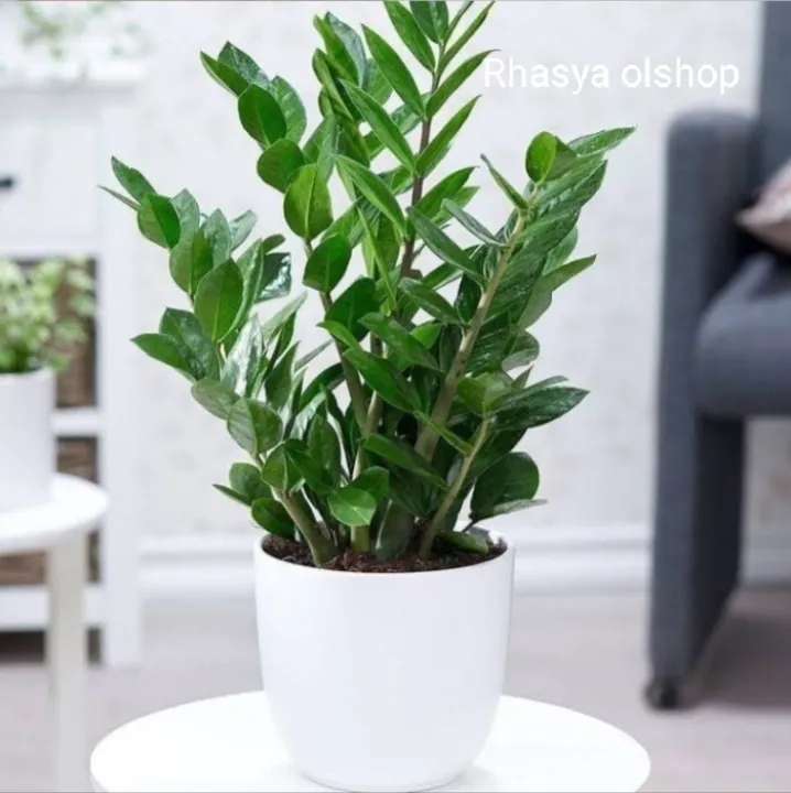 pohon hias zamia / tanaman zamia hijau | Lazada Indonesia