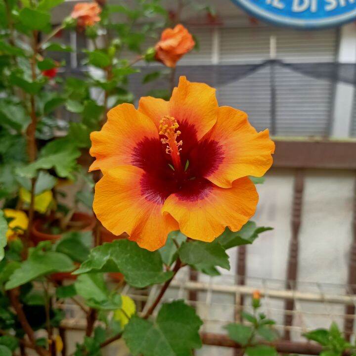 Bunga raya cantik Hibiscus rosa-sinensis | Lazada