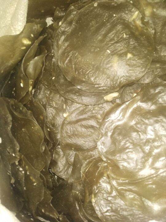 opak elod | Lazada Indonesia