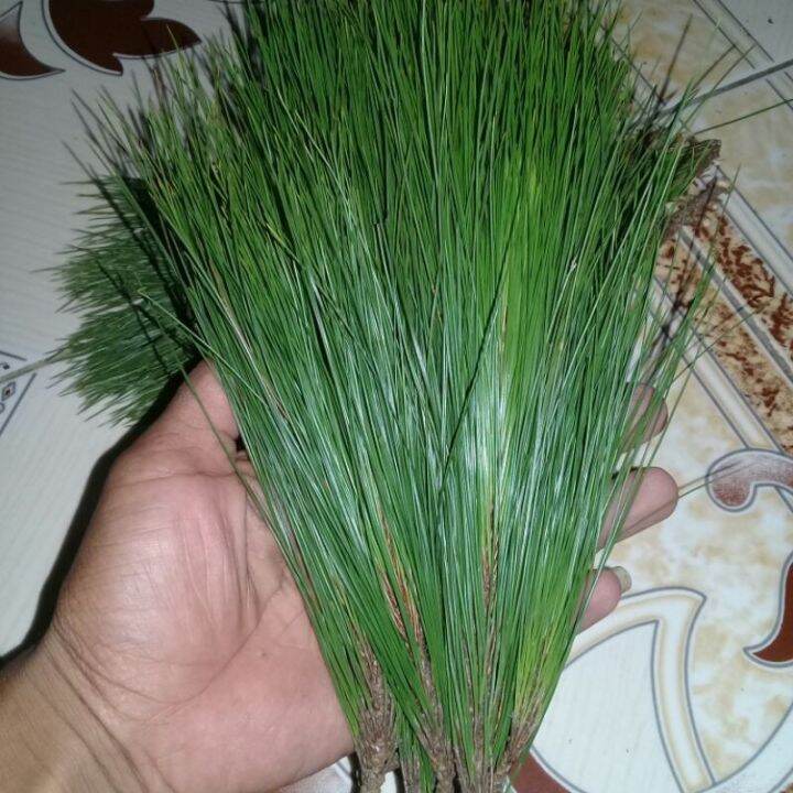 daun Pinus segar 1kg | Lazada Indonesia