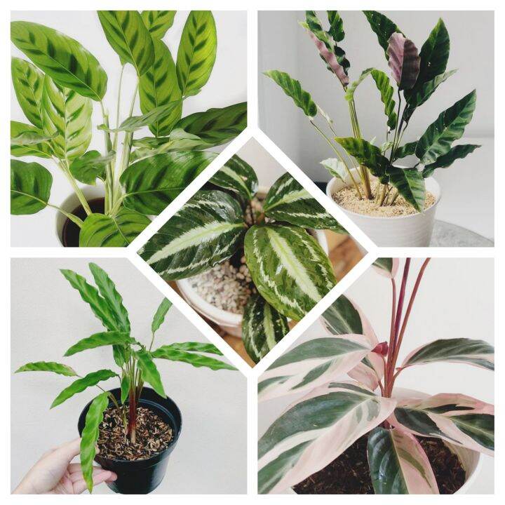 paket tanaman bunga 5 jenis calathea ( tanaman bunga indoor ) - tanaman ...