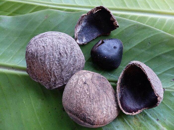 KLUWEK KLUWAk buah pucung jawa matang siap konsumsi | Lazada Indonesia