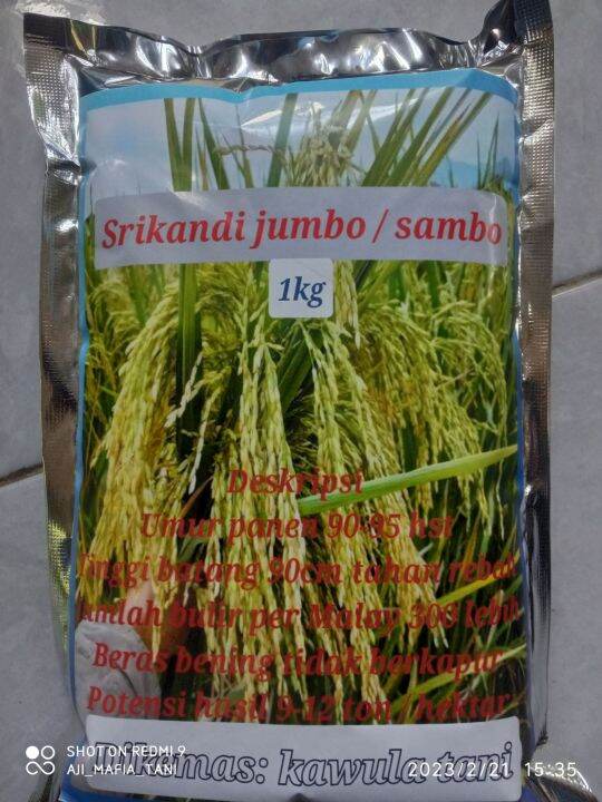 BENIH PADI SAMBBO/SRIKANDI JUMBO/1KG | Lazada Indonesia