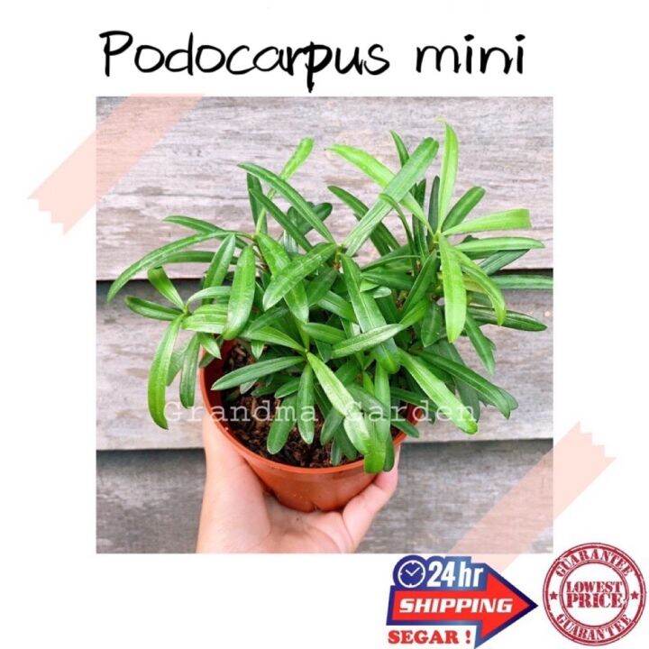 (GG real plant) podocarpus mini ^ pokok bonsai hidup hiasan rumah pine ...