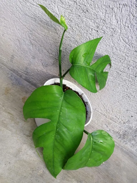 Dragon tail, rooted in soil/pot, live, rare, exotic, epipremnum ...