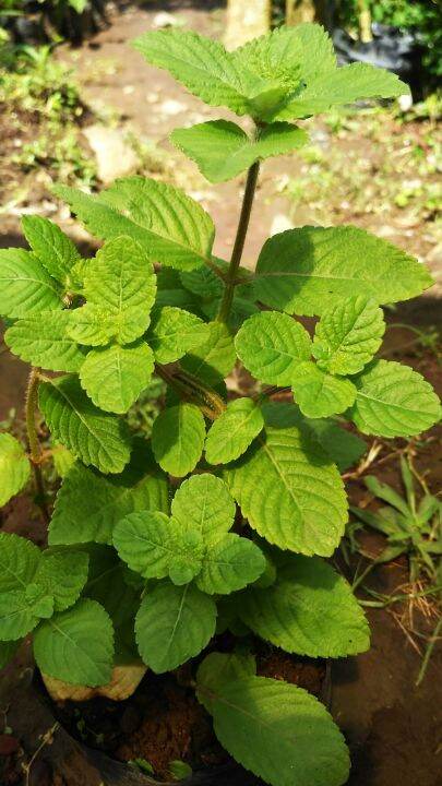 Bibit Cincau Hitam - Daun Janggelan Tanaman Herbal Pohon Cincau ...