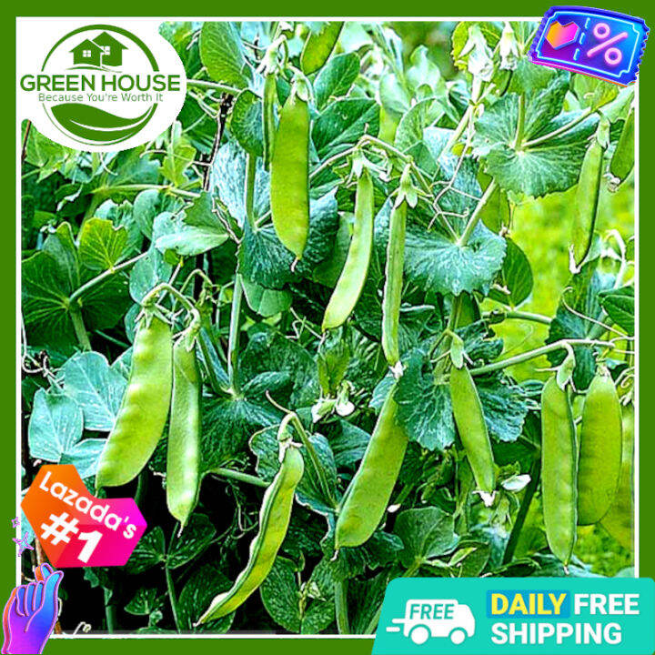 Green House - Snow Peas Seeds for Planting Vegetable Plants (20 Seed ...