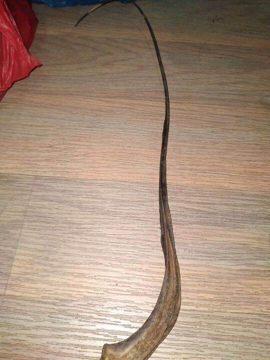 Buntot Pagi walang tinik 10 inch Up | Lazada PH