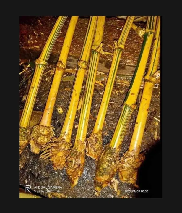 stek bambu kuning / bambu ampel / bambu hiasa super | Lazada Indonesia