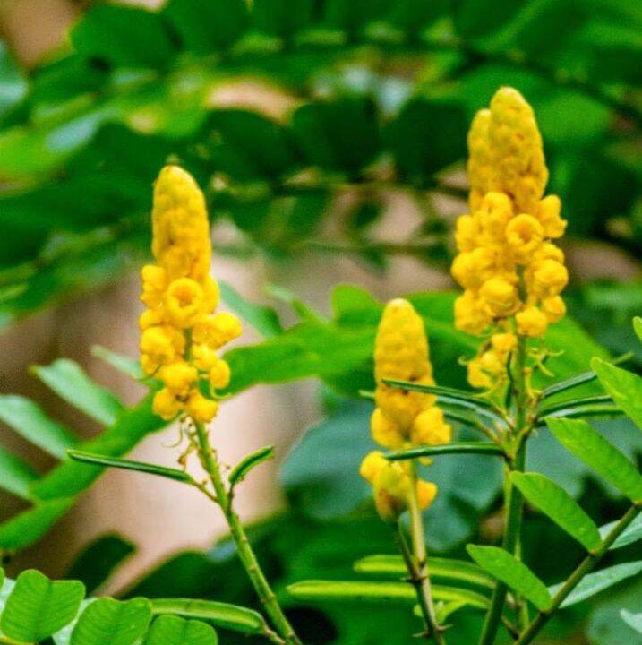 Acapulco seeds for planting.(25Seeds/pack) | Lazada PH