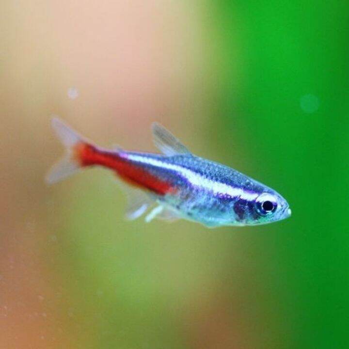 5pcs x Diamond Head Neon Tetra Fish Ikan Tetra | Lazada