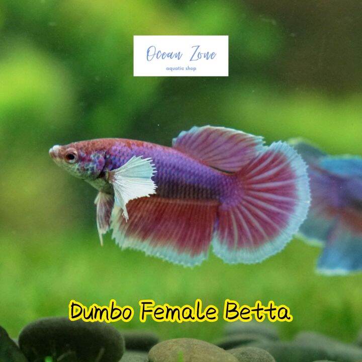 【Ocean Zone】Dumbo Female Betta / Big Ear Fighting Fish Female (Live ...