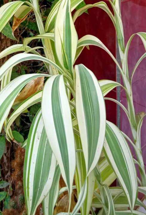 Tanaman hias sri rejeki pucung stek 4 batang | Lazada Indonesia