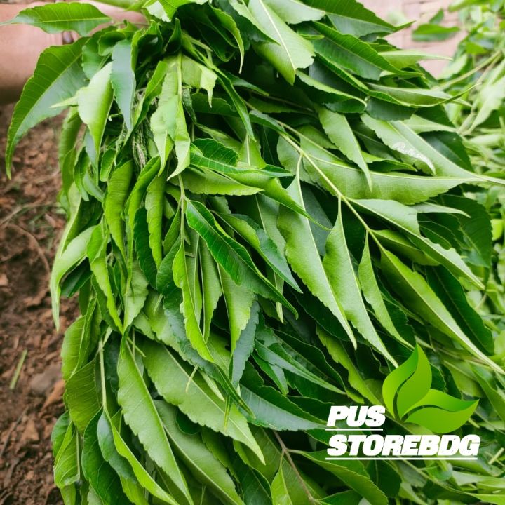 Daun Mindi atau Mimba Segar 1 Kg | Lazada Indonesia