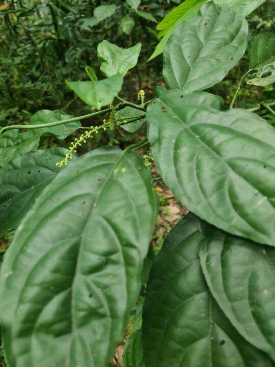 daun salang pucuk daun salang segar 400 gram | Lazada