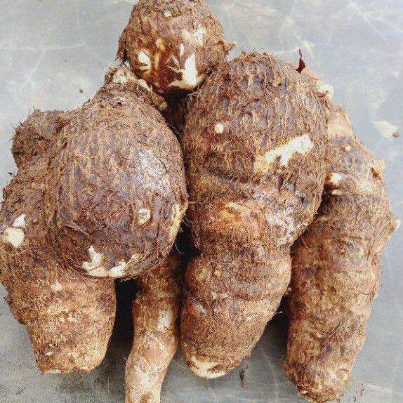 Ubi Talas / Bentul 1 Kg | Lazada Indonesia