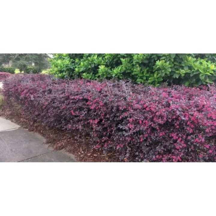 Anak Pokok Kesinai Merah/ Sinai Mas/ Loropetalum Pokok Hiasan Hidup ...