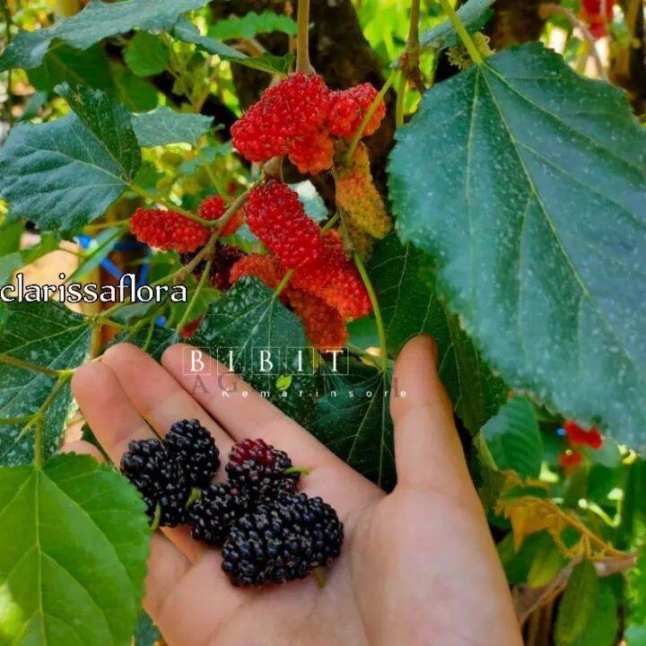 Tanaman buah mulberry - pohon mulberry - murbey - murberry | Lazada ...