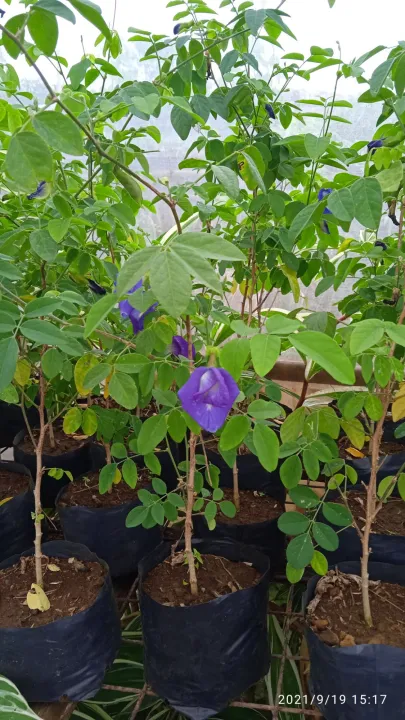 Blue Ternate Plants WITH Flowers And Seeds | Lazada PH