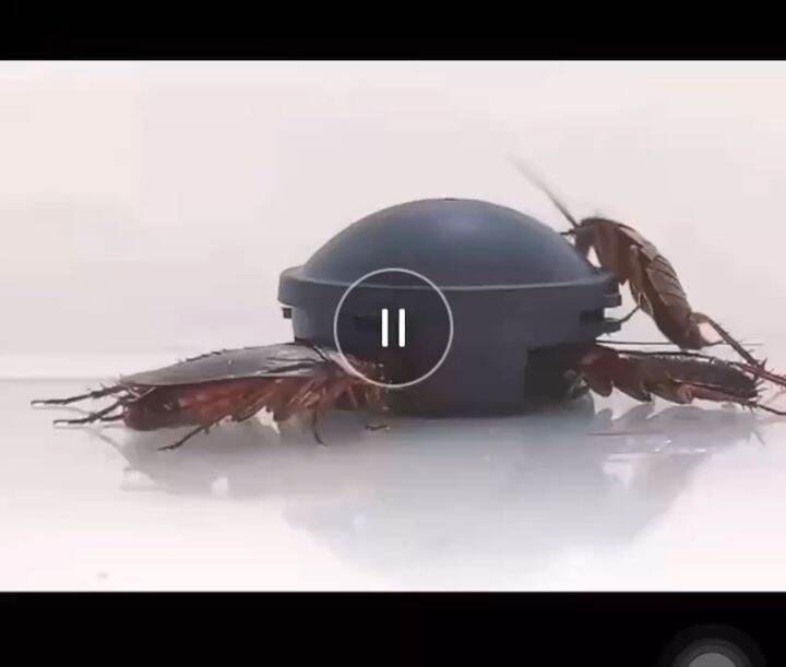 100% Effective & Original Cockroach Killer/ -- Pests, Insect and bugs ...