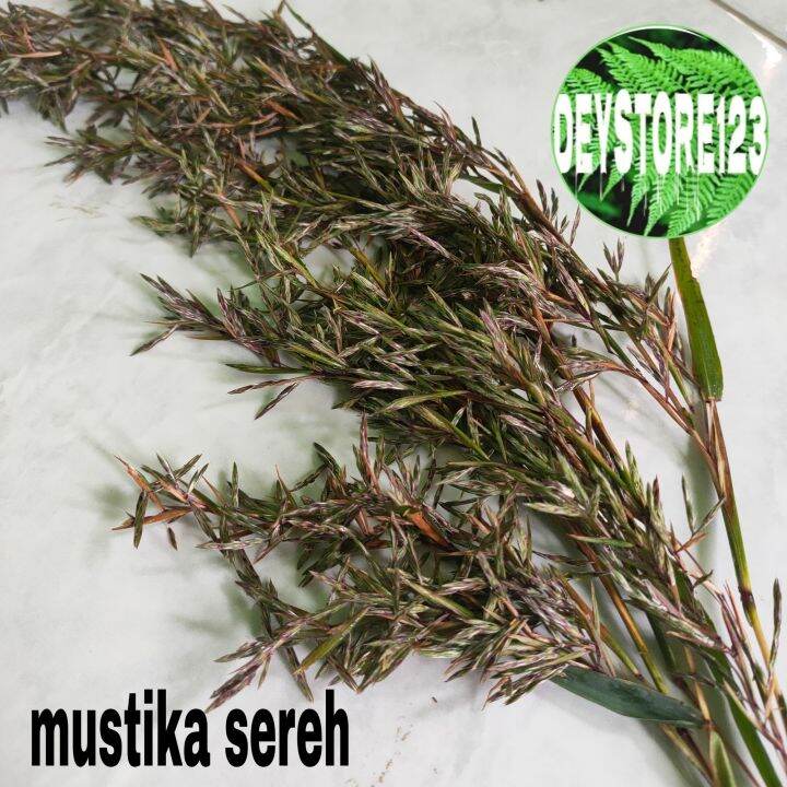 jual bunga sereh mereh asli original | Lazada Indonesia