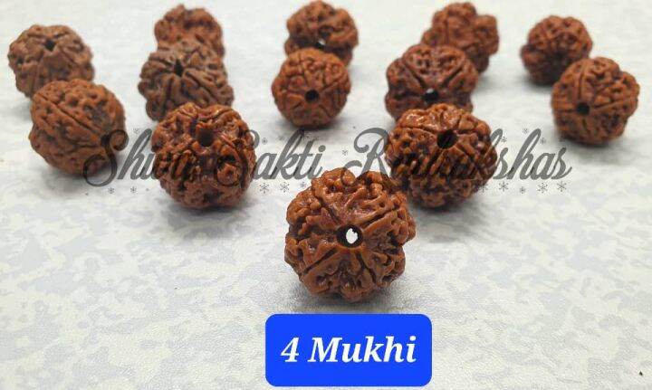 Rudraksha 4 Mukhi (Original Nepal Rudraksha) | Lazada