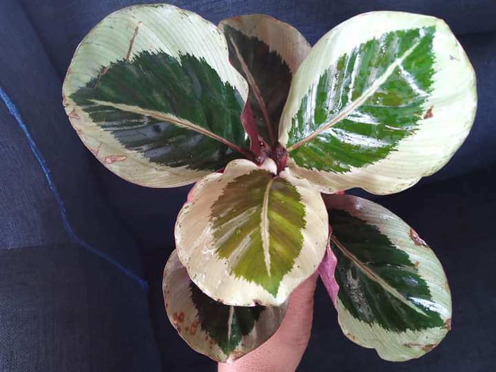 Calathea Cynthia | Lazada PH