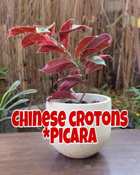 Chinese Crotons Picara plant Live Luzon Buyers only. | Lazada PH