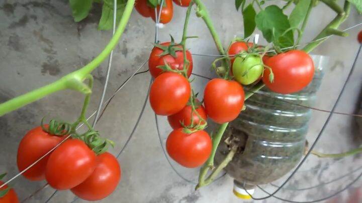 50PCS SEEDS - HYBRID TOMATO SEEDS/SUPER ROPE/HIGH YIELD/WITH TIPS TO ...