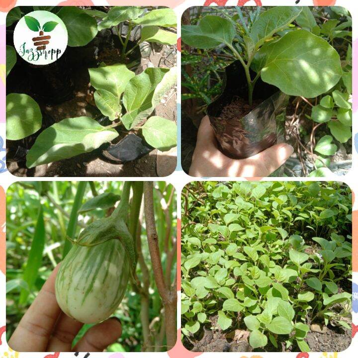 Native Talong Live Plant Seedlings (small 1pc) Luzon BUYERS only ...