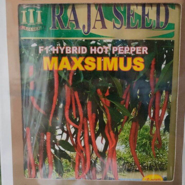 Benih Cabai Besar Maxsimus F1 Raja Seed | Lazada Indonesia