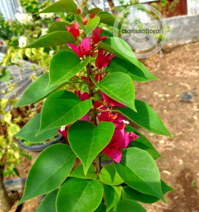PROMO!! Bougenville ekor musang - tanaman hias hidup - tanaman hias ...
