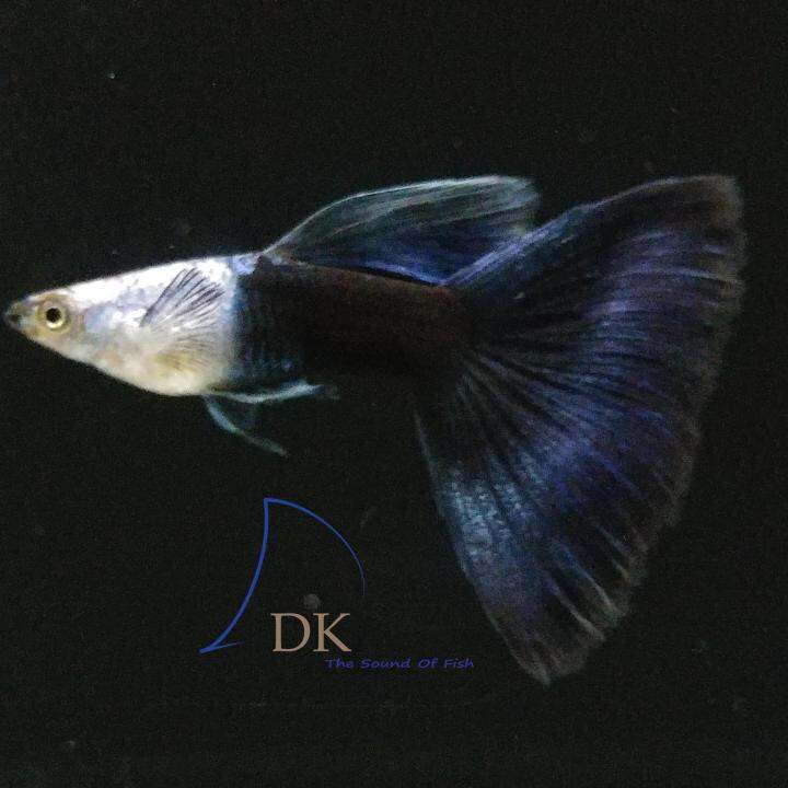 Silverado HB Blue guppy fish pure strain 艾尔银蓝尾礼服, ships in a ...