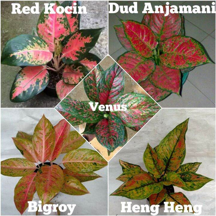 aglonema 5 jenis berdaun 5-6 helai tanaman hias bunga | Lazada Indonesia