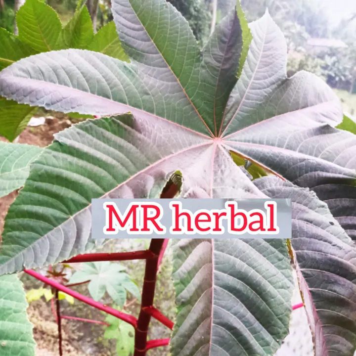 Daun Kaliki merah atau daun jarak merah 500 gram | Lazada Indonesia