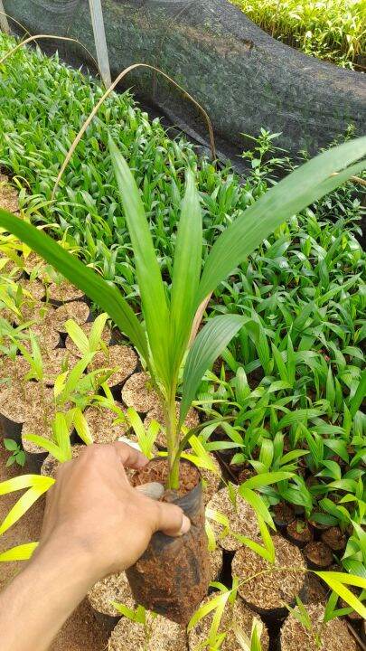 Bibit kelapa sawit ( 3 bulan ) | Lazada Indonesia